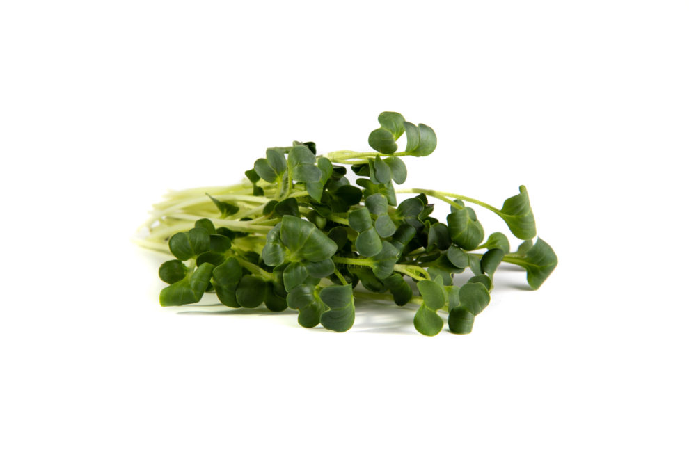 Organic Japanese Daikon Radish Microgreens Pioneer Fresh Greens
